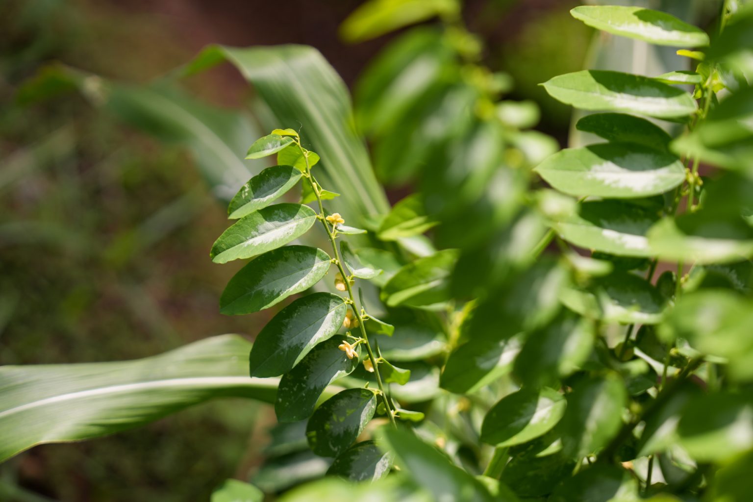 Spotlight on Traditional Plants at AYANA Farm: Preserving Indonesia’s ...